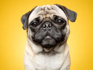Greg Murray Photography | Cleveland based Commercial Pet and Animal ...