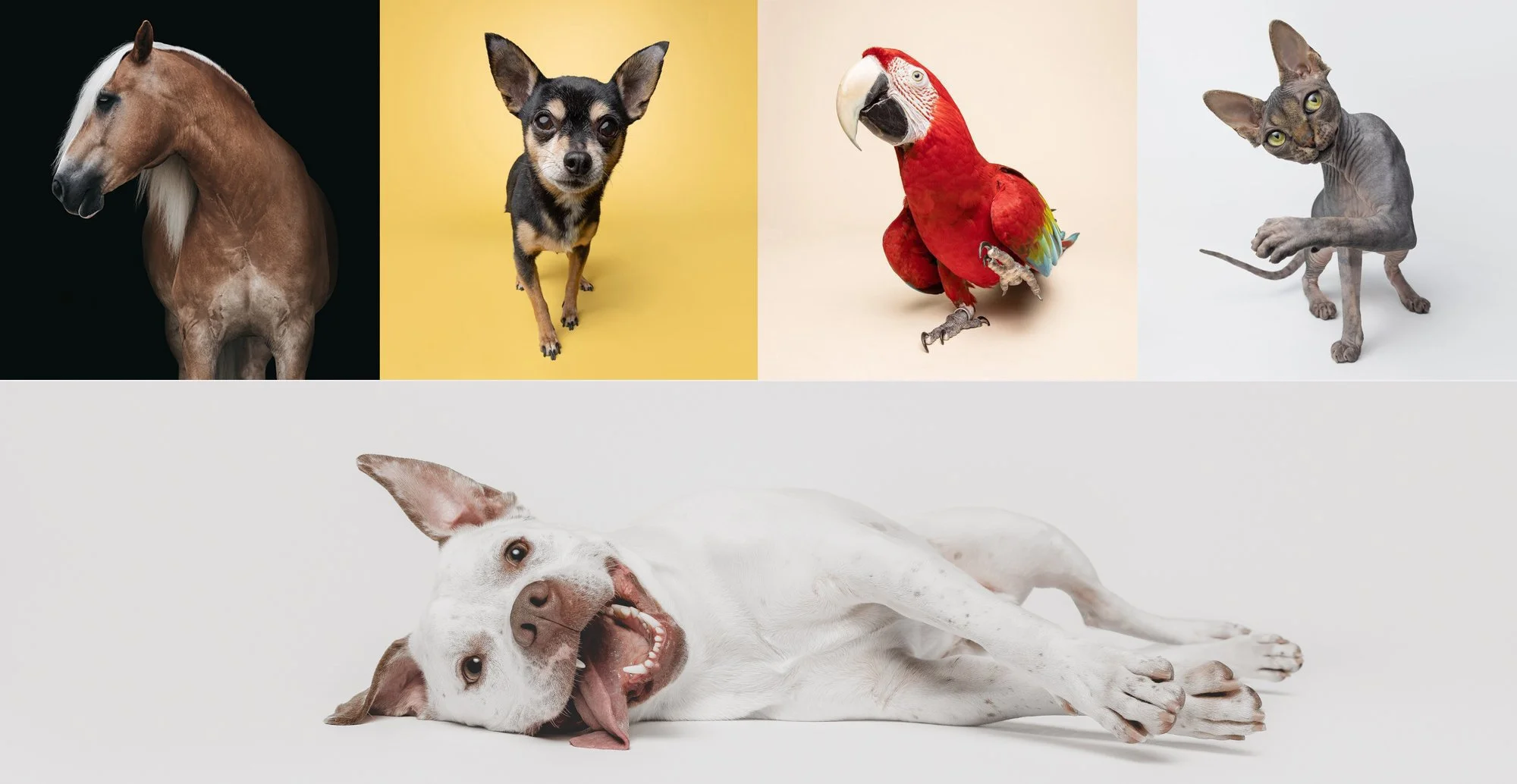 Greg Murray Photography | Cleveland based Commercial Pet and Animal ...