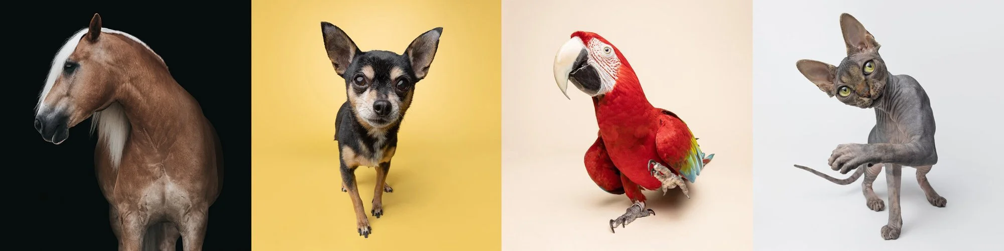 Greg Murray Photography | Cleveland based and nationally recognized pet ...