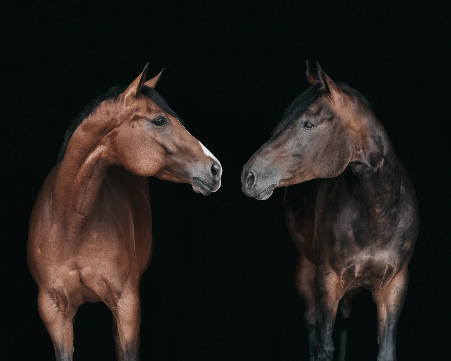 Greg Murray Photography | Cleveland based Commercial Pet and Animal ...
