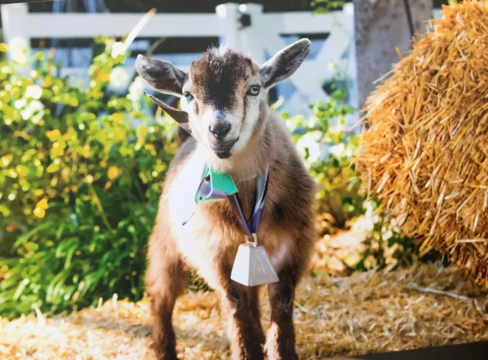 About — Adventures in the Schoolhouse