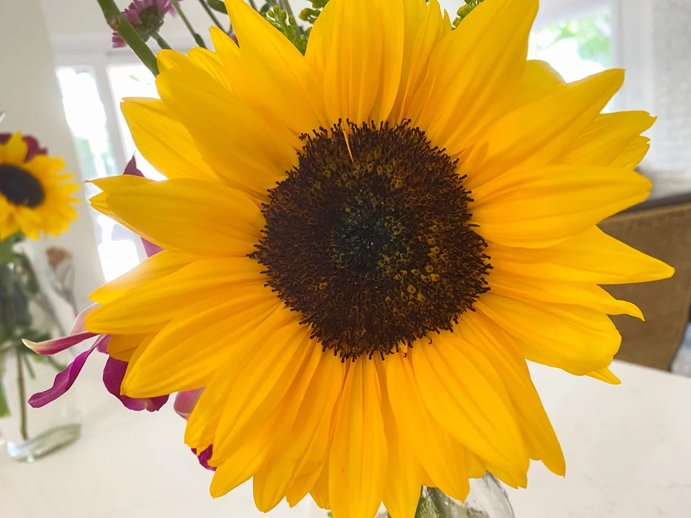 Georgia O'Keeffe Flower Study — Adventures in the Schoolhouse