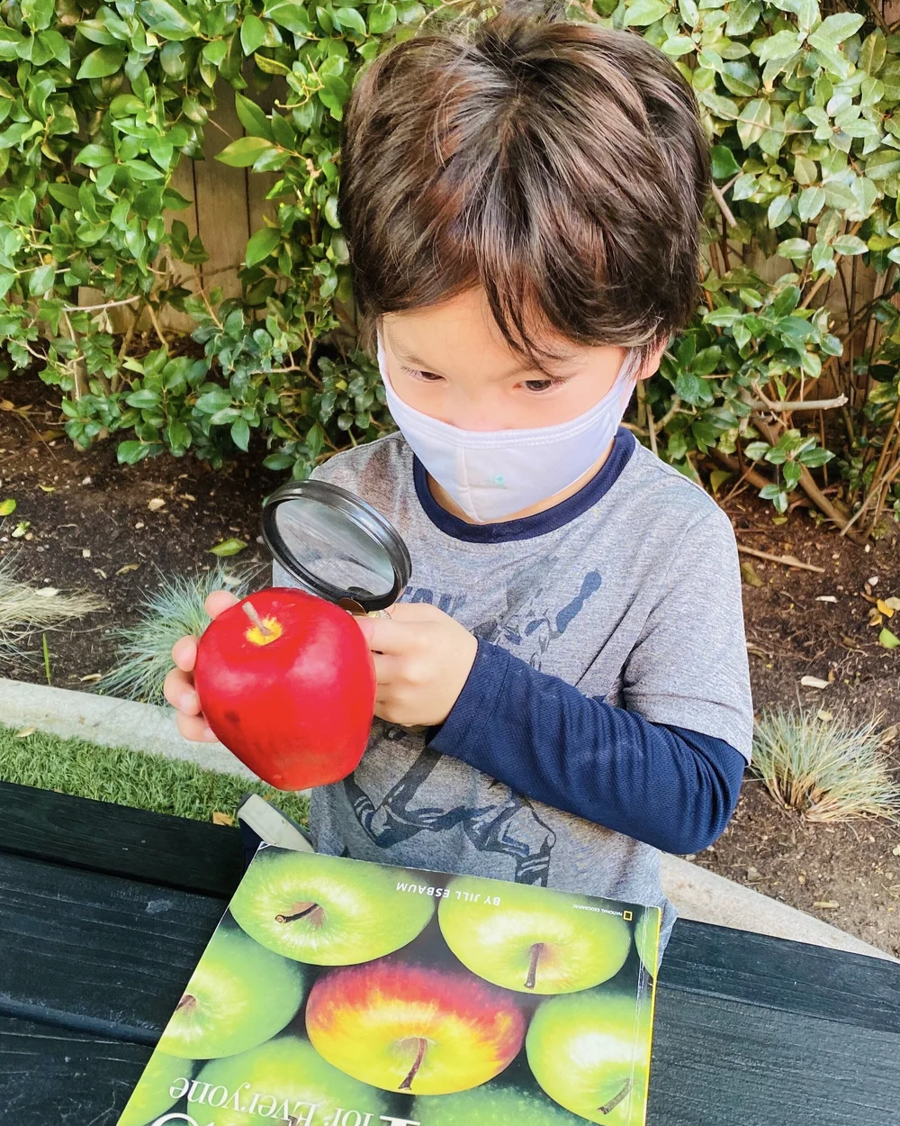 Apple Lesson — Adventures in the Schoolhouse