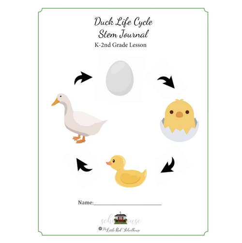 Duck Life Cycle Printable