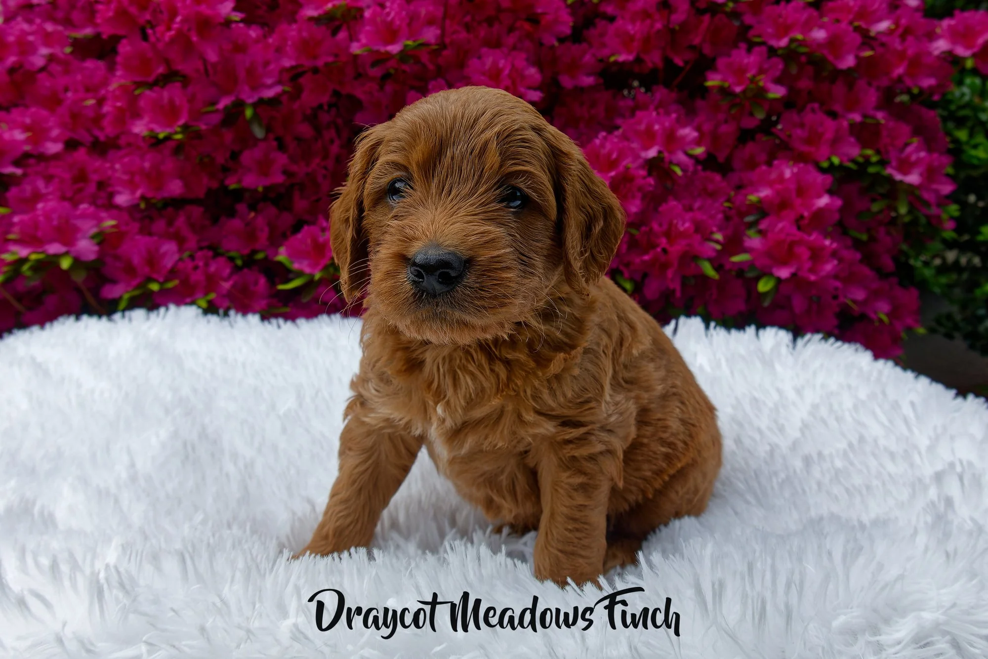 High-Quality Non-Shedding Labradoodle Puppies in Massachusetts ...