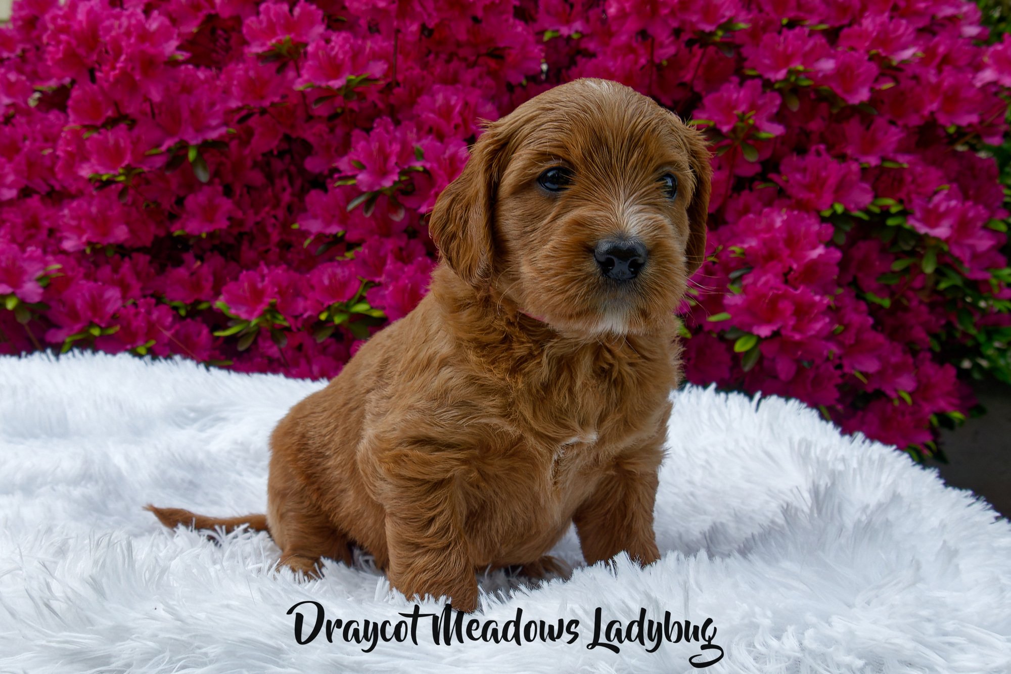 High-Quality Non-Shedding Labradoodle Puppies in Massachusetts ...