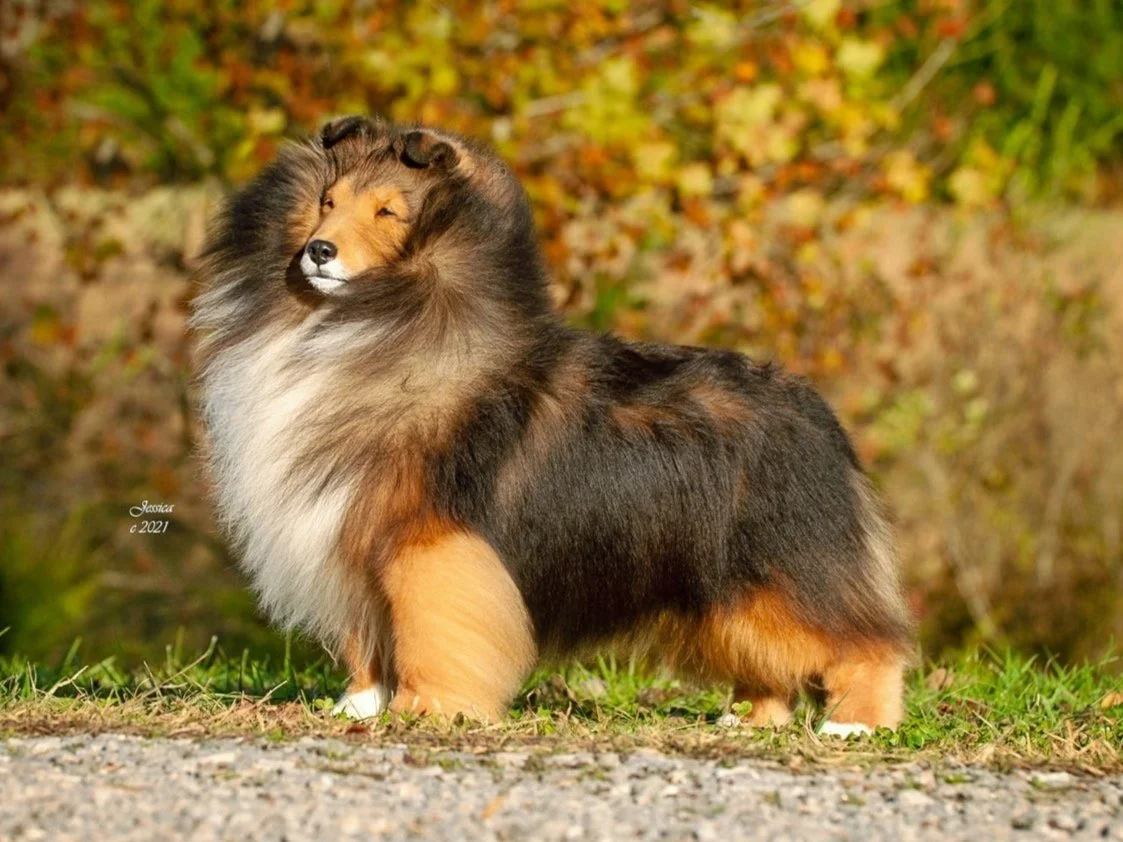 Sable Dogs — Sheltie Annual