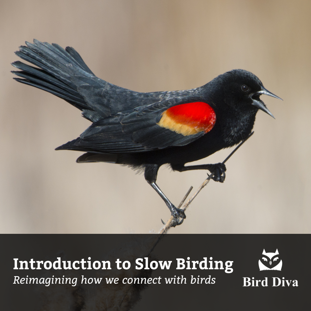 Bird Diva - Slow Birding