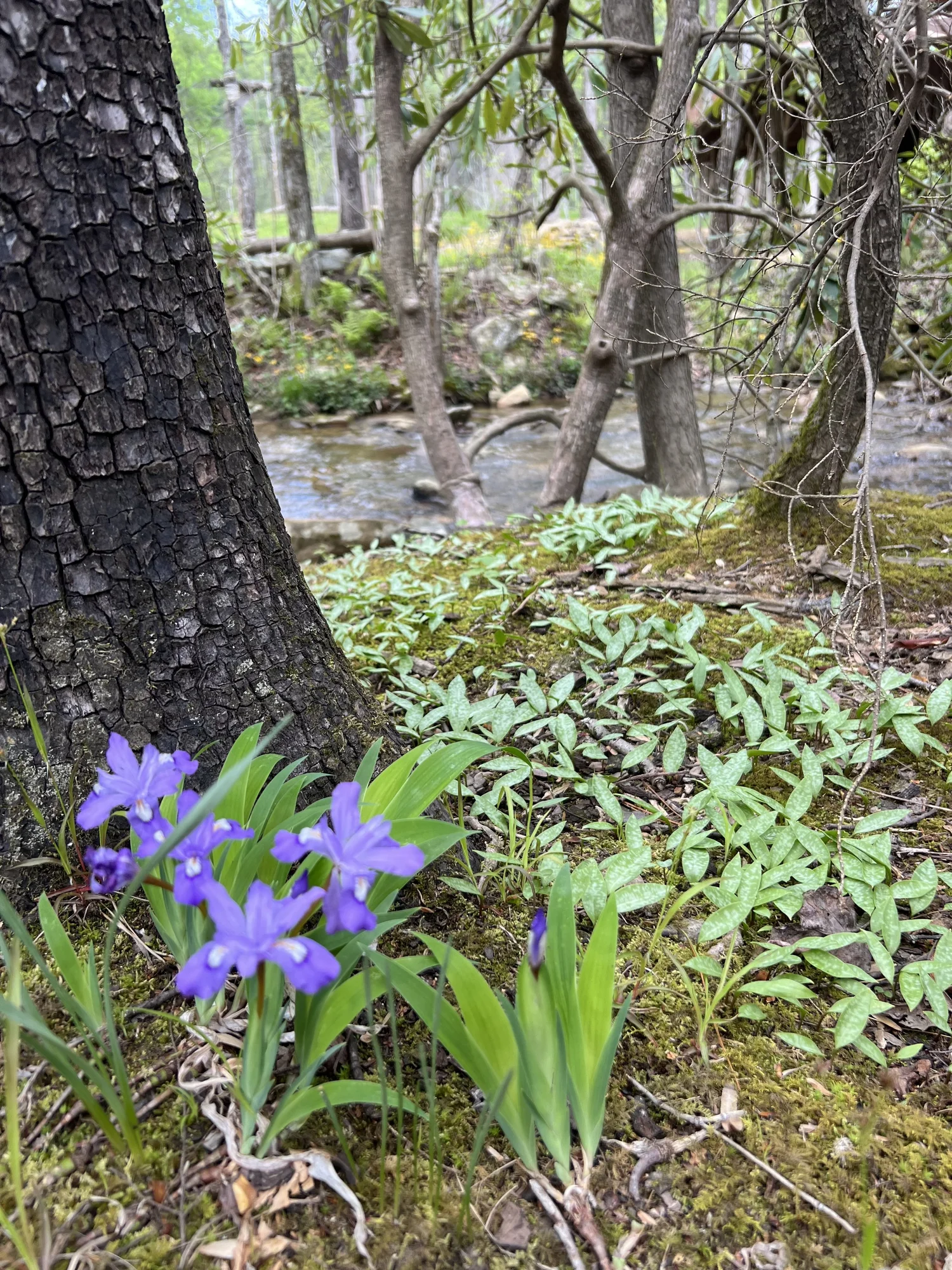 About Turtle Island — Turtle Island Preserve