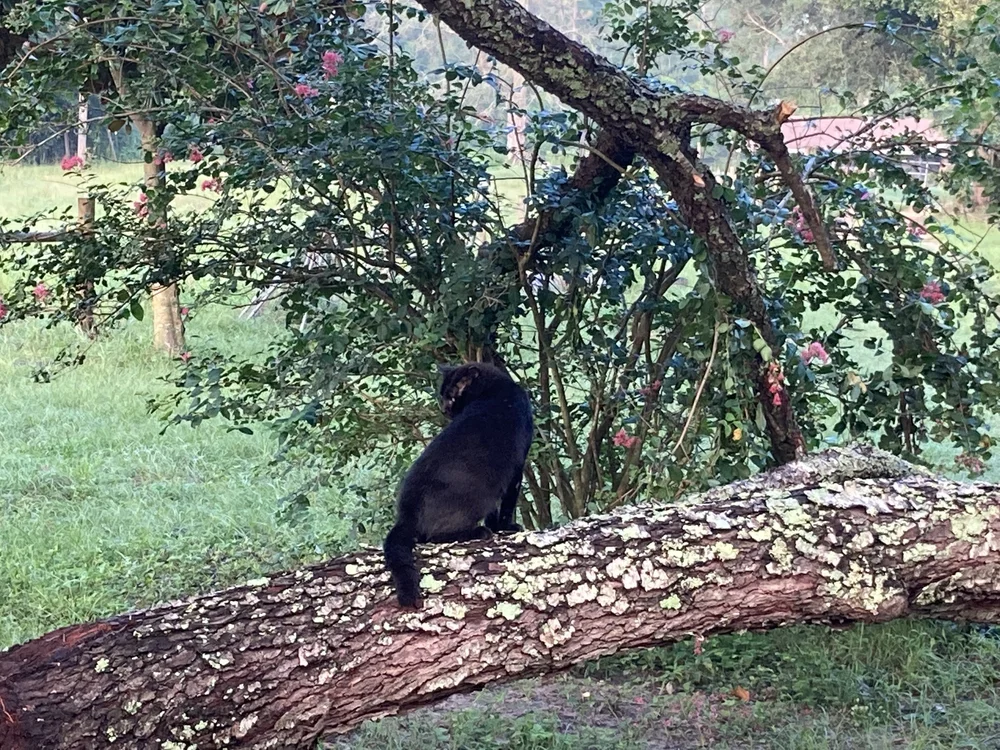 About the Working Cat Program — Operation Catnip