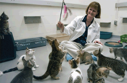 The History of Operation Catnip — Operation Catnip