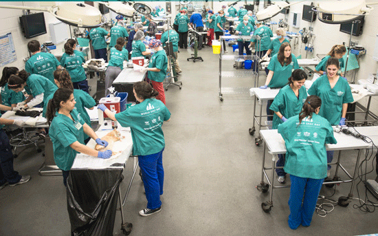 The History of Operation Catnip — Operation Catnip