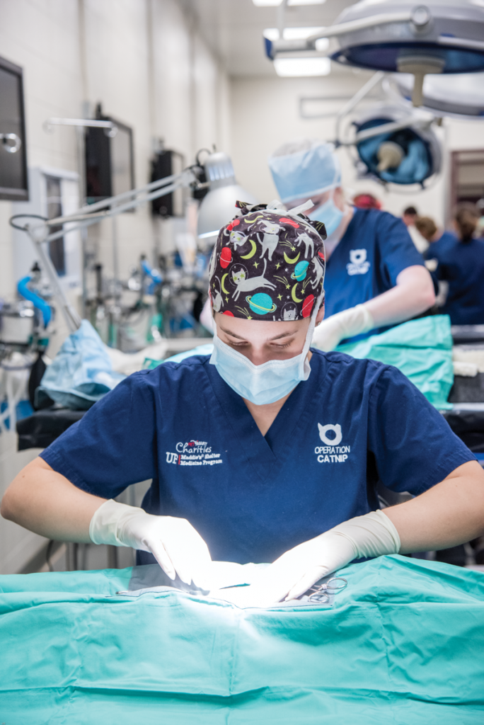 The History of Operation Catnip — Operation Catnip