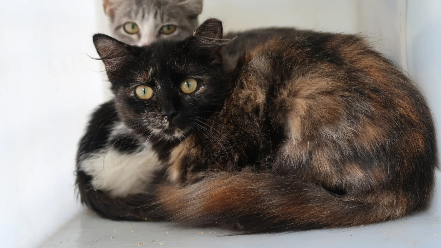 Acclimation for Working Cats — Operation Catnip