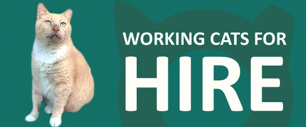 Available Working Cats — Operation Catnip