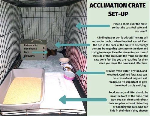 Acclimation for Working Cats — Operation Catnip