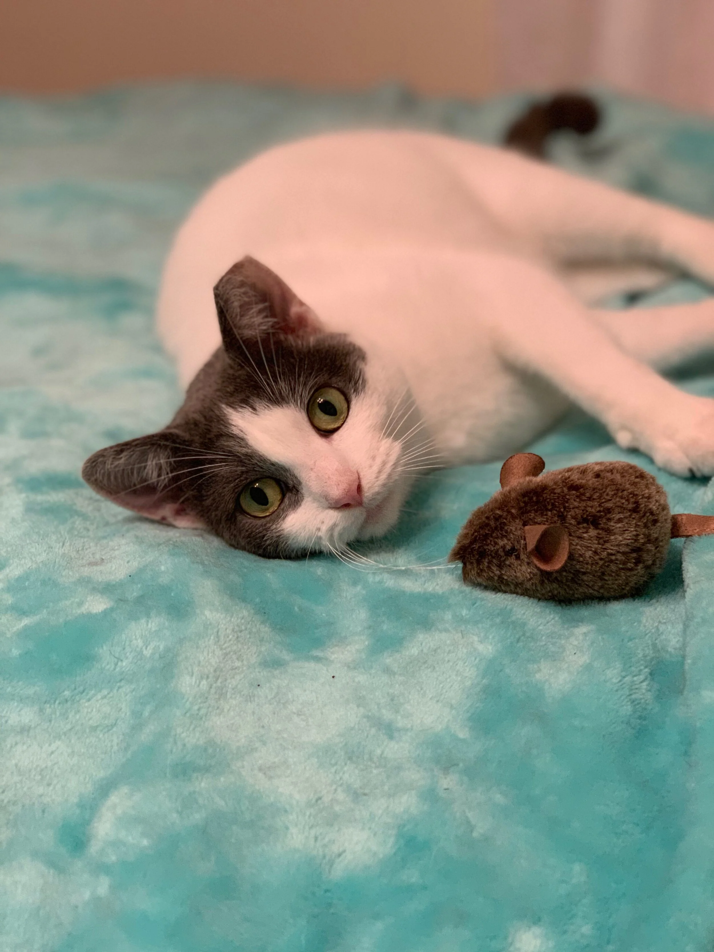 About the Working Cat Program — Operation Catnip