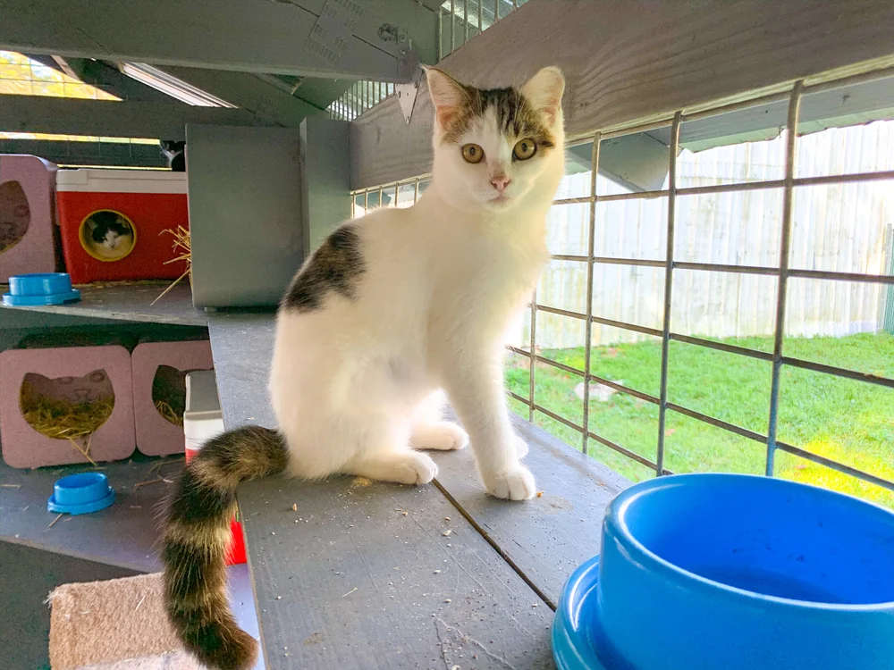 About the Working Cat Program — Operation Catnip