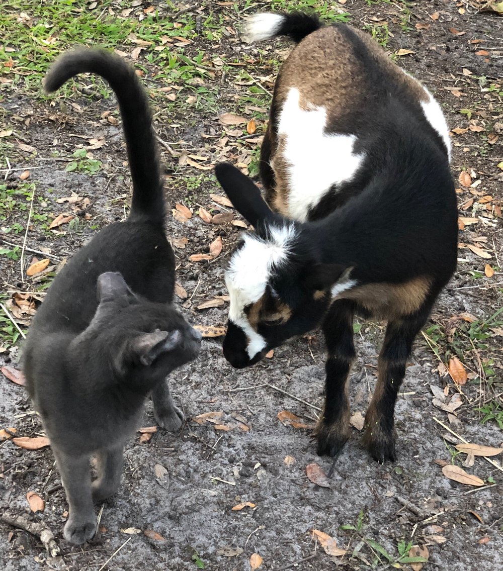 About the Working Cat Program — Operation Catnip