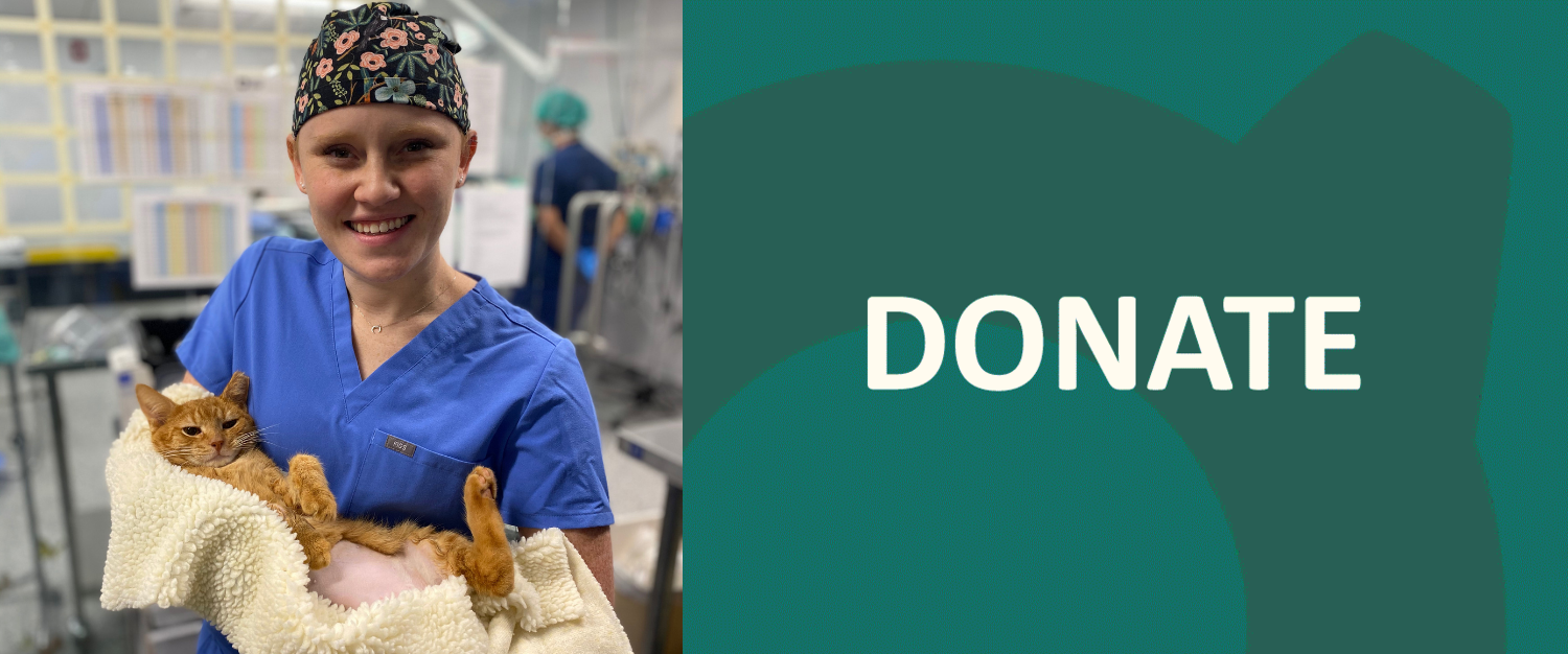 Donate — Operation Catnip