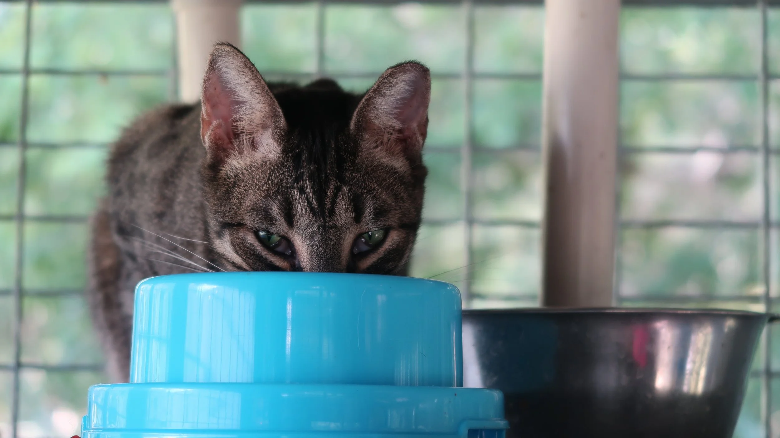 Volunteering With Operation Catnip — Operation Catnip