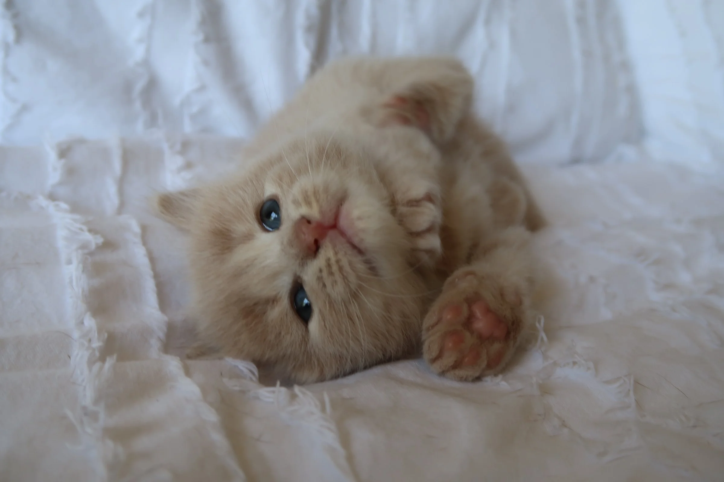 Kitten Shelter Diversion — Operation Catnip