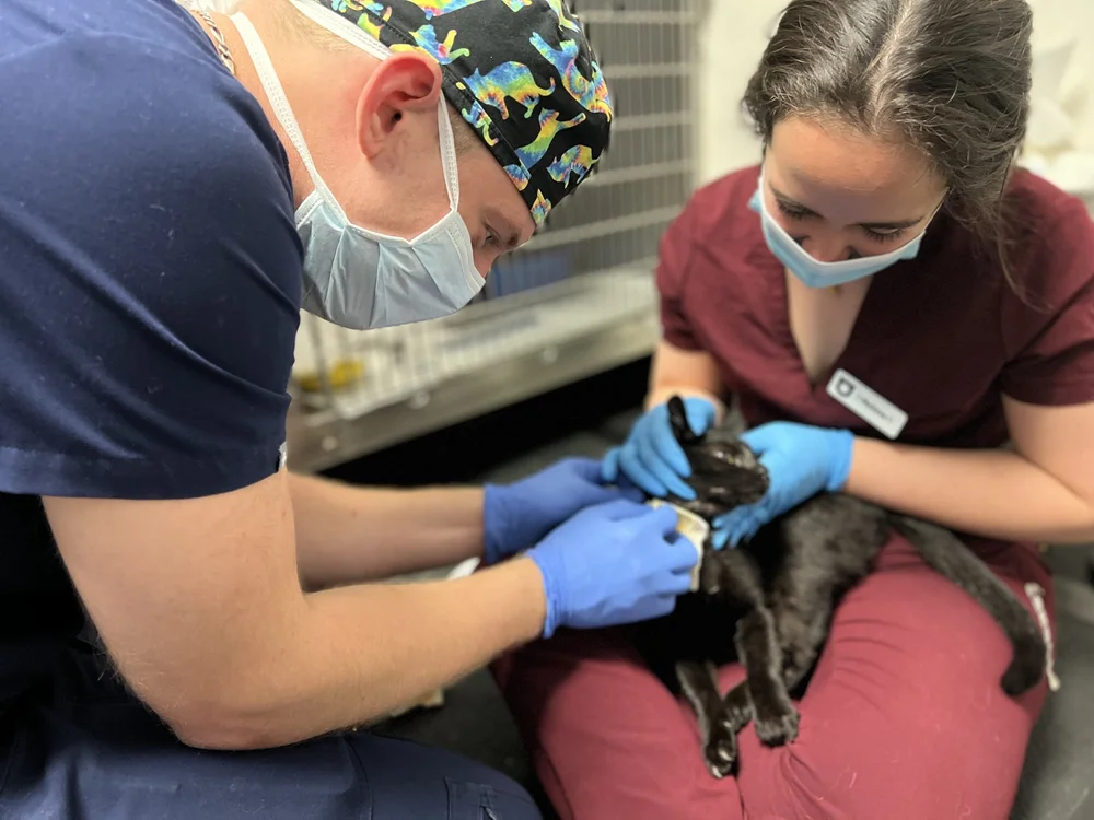 Vet Student Opportunities — Operation Catnip