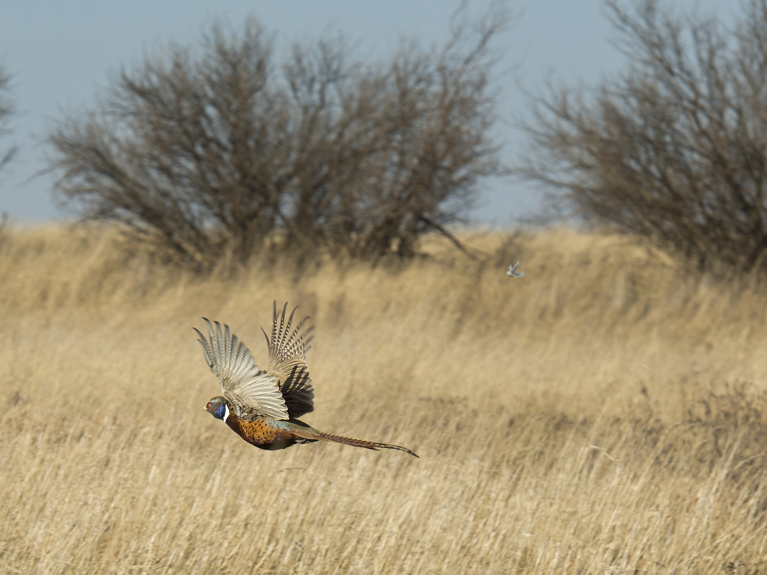 Upland Pheasant Hunts — Hidden Meadows Game Preserve Upland Pheasant Hunts