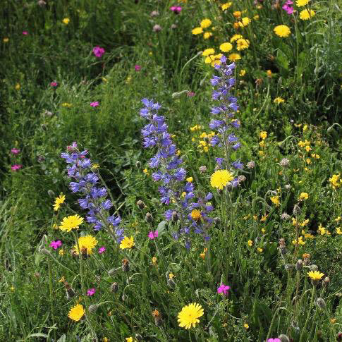 Wildflower Turf for Sale | UK Grown Biodiversity Turf | Turf.co.uk — Lindum