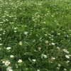 Wildflower Turf for Sale | UK Grown Biodiversity Turf — Lindum