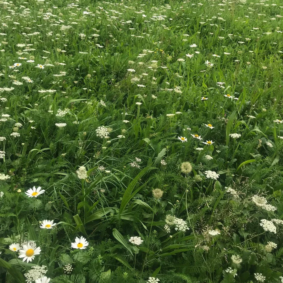 Wildflower Turf for Sale | UK Grown Biodiversity Turf | Turf.co.uk — Lindum