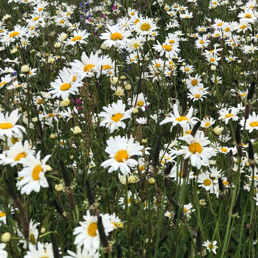 Wildflower Turf for Sale | UK Grown Biodiversity Turf | Turf.co.uk — Lindum