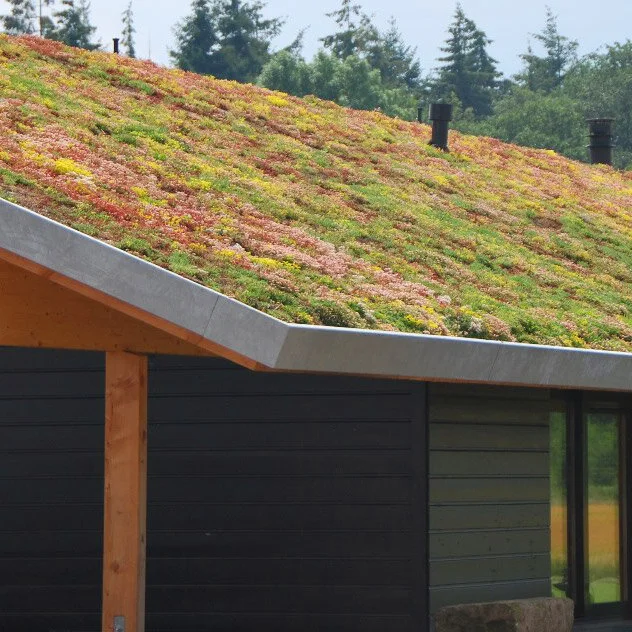 Sedum Mat — Lindum