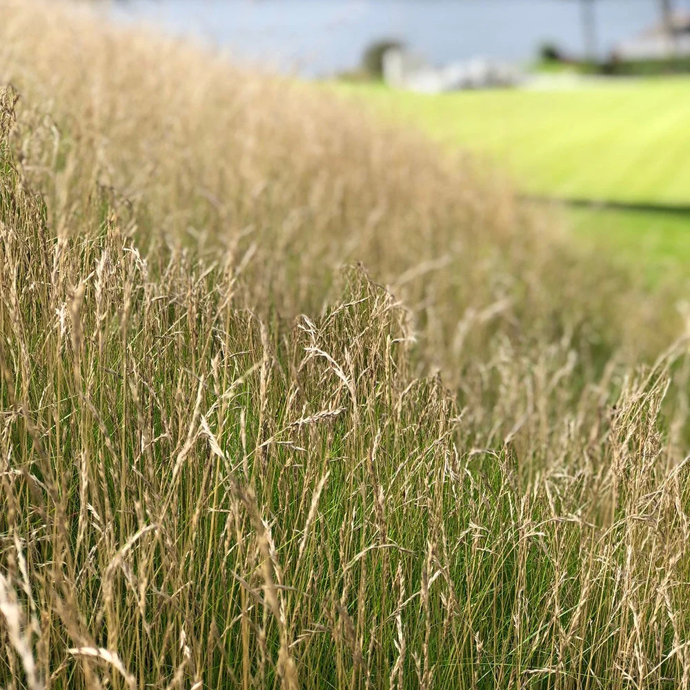 LT2 Low Maintenance Fine Turf — Lindum