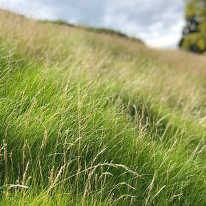 LT2 Low Maintenance Fine Turf — Lindum