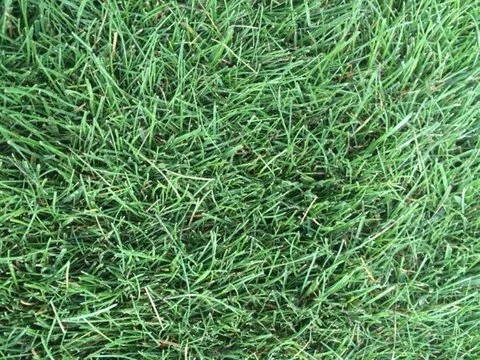 Specialist Lawn and Sports Turf | UK Nationwide Delivery — Lindum