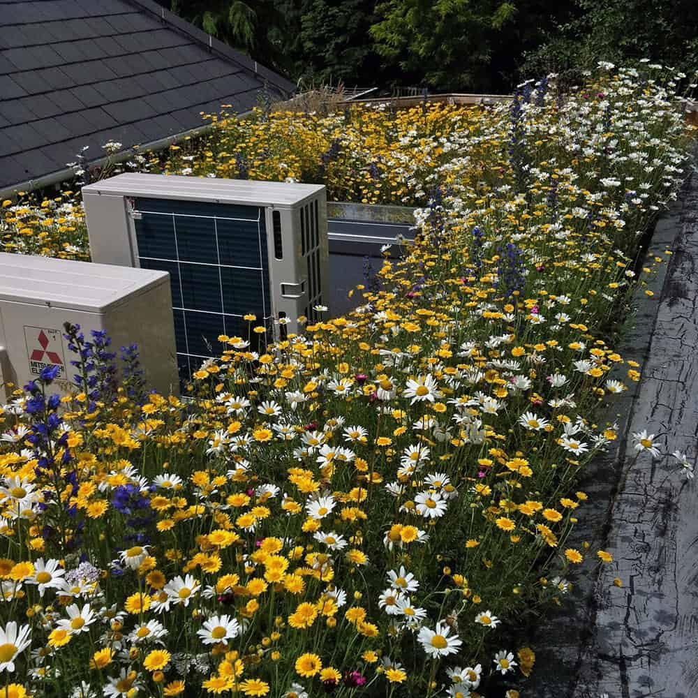 UK's Leading Provider Of Lawn And Sports Turf | Eco-Friendly