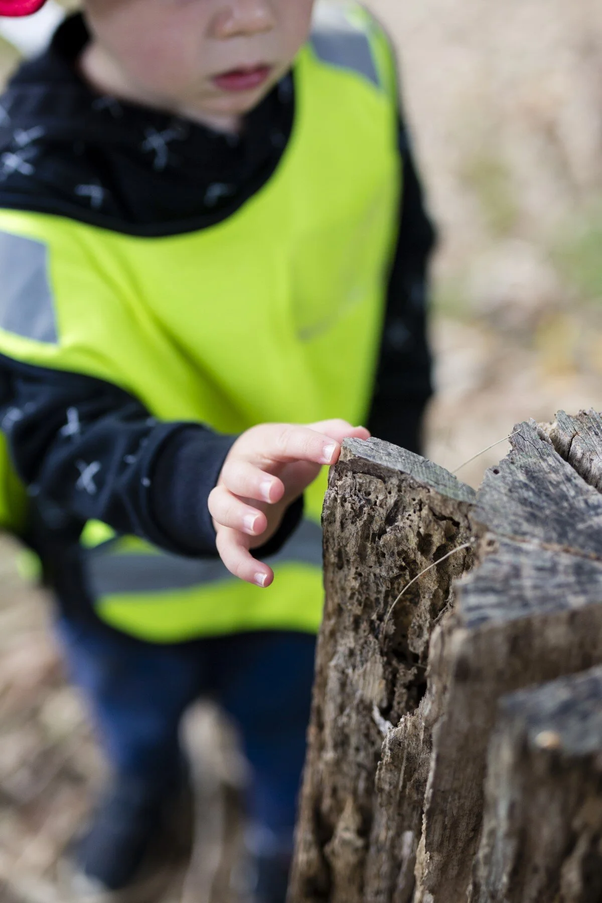 Bush Kinder Program — Sandon Point Children's Centre - Bulli