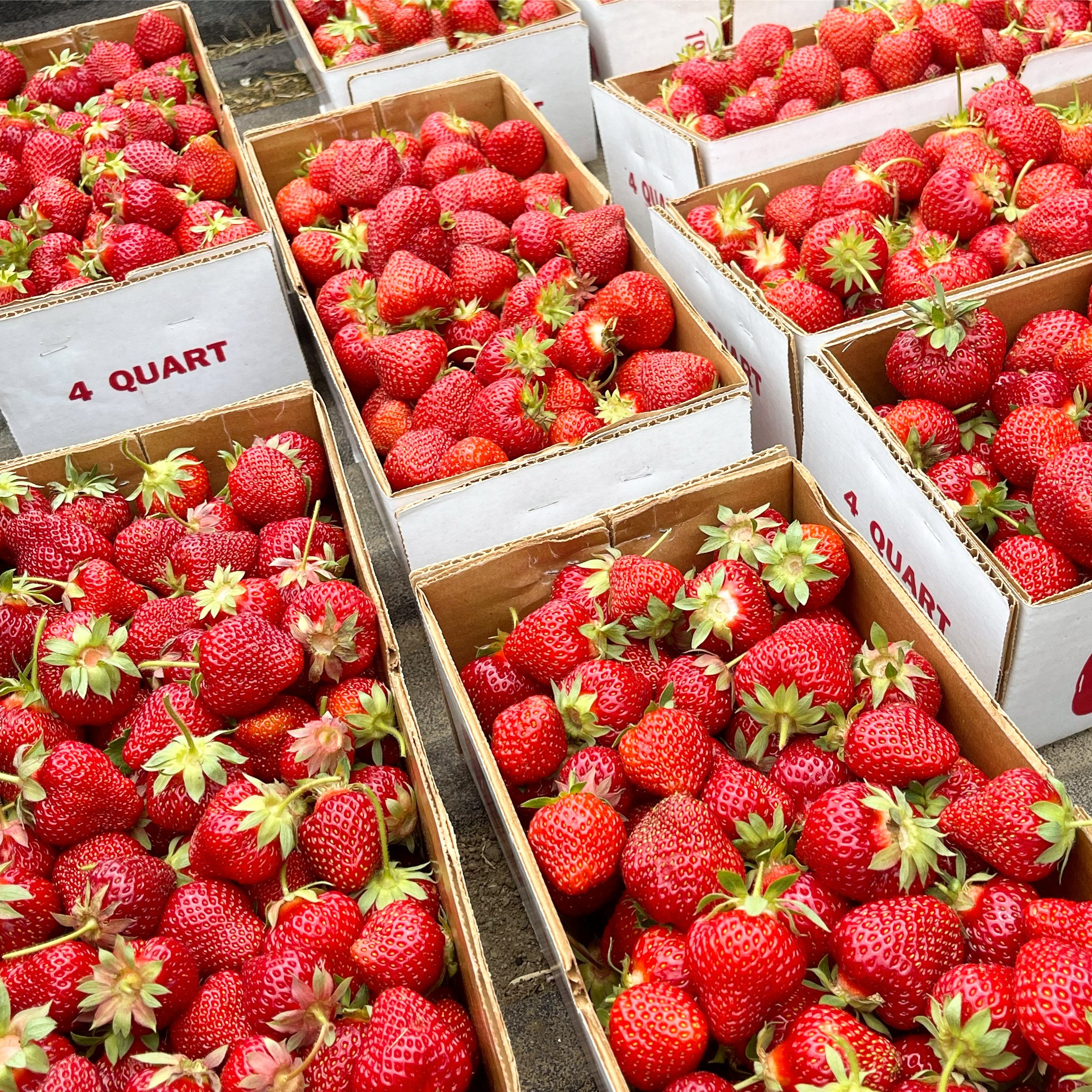 PYO Strawberries — BENEDIKT DAIRY