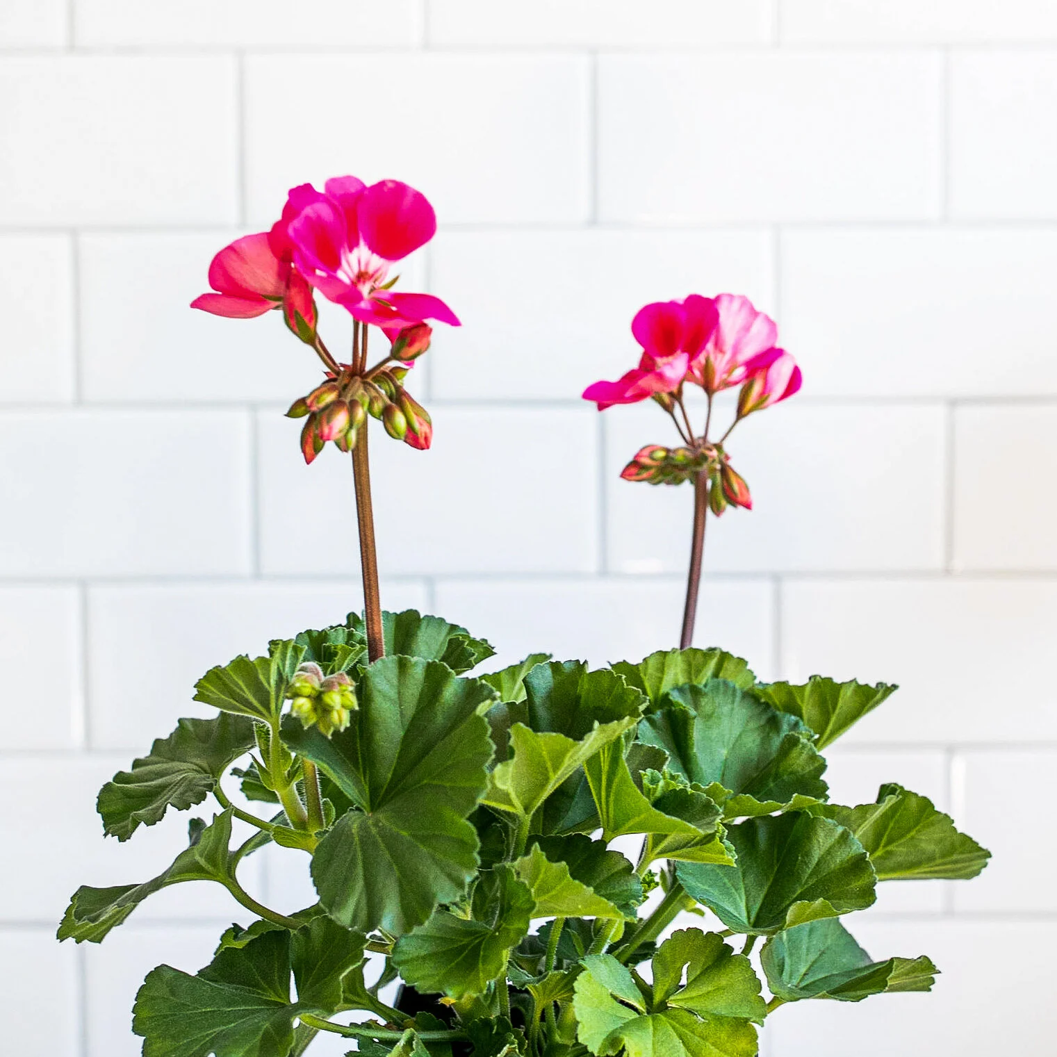 About Us — Plants by Post