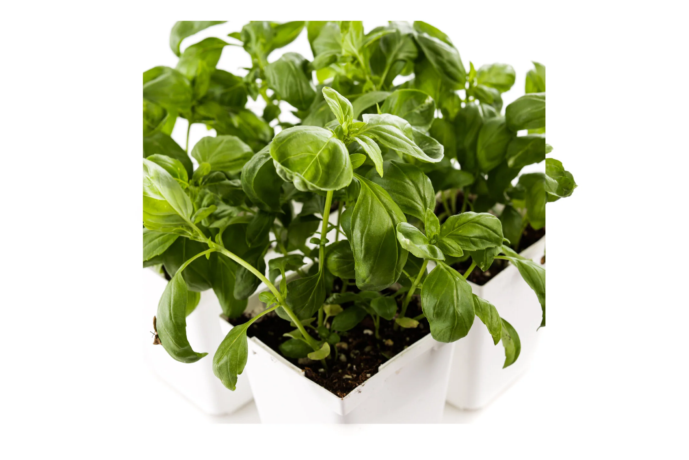 Shop All Plants — Plants by Post