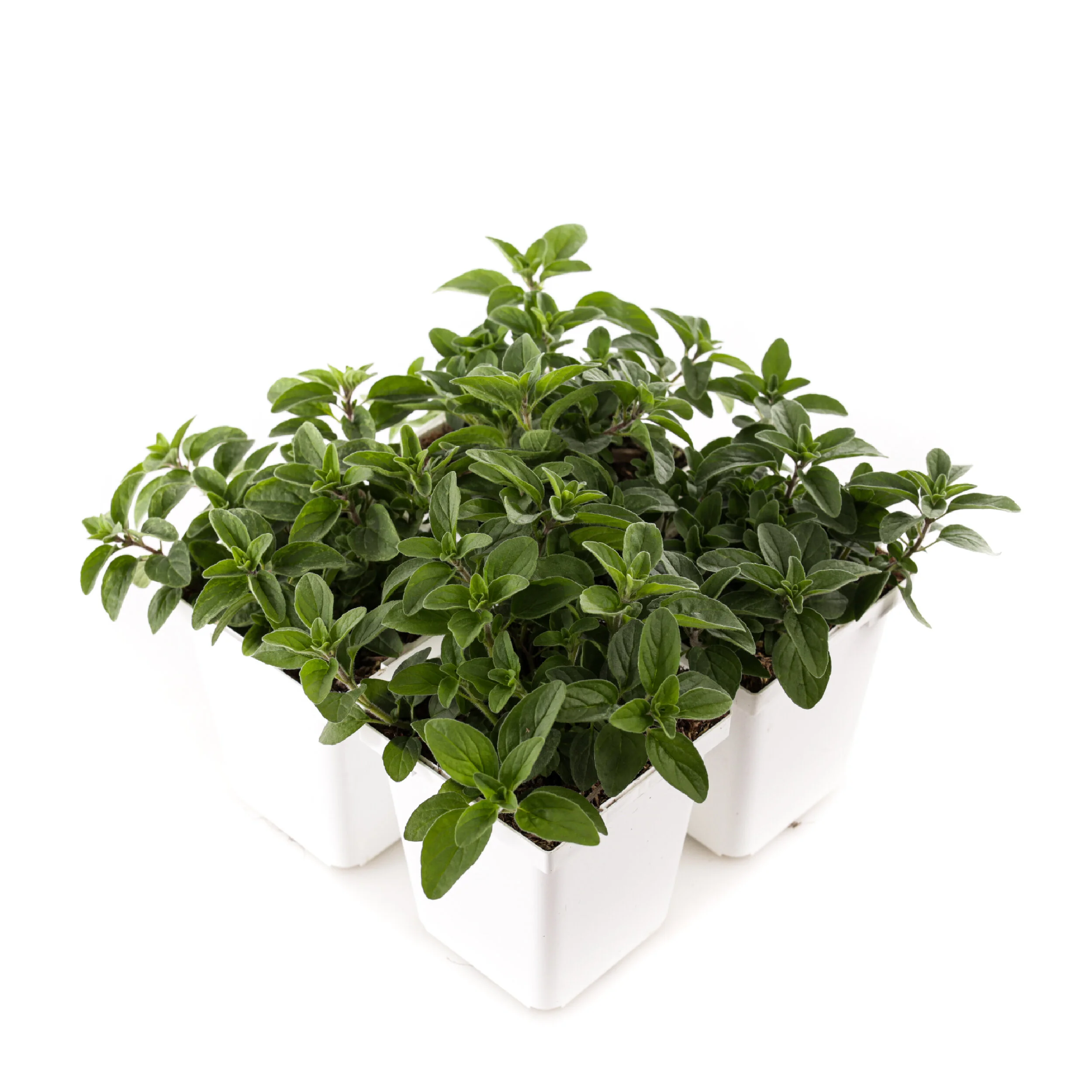 Shop All Plants — Plants by Post