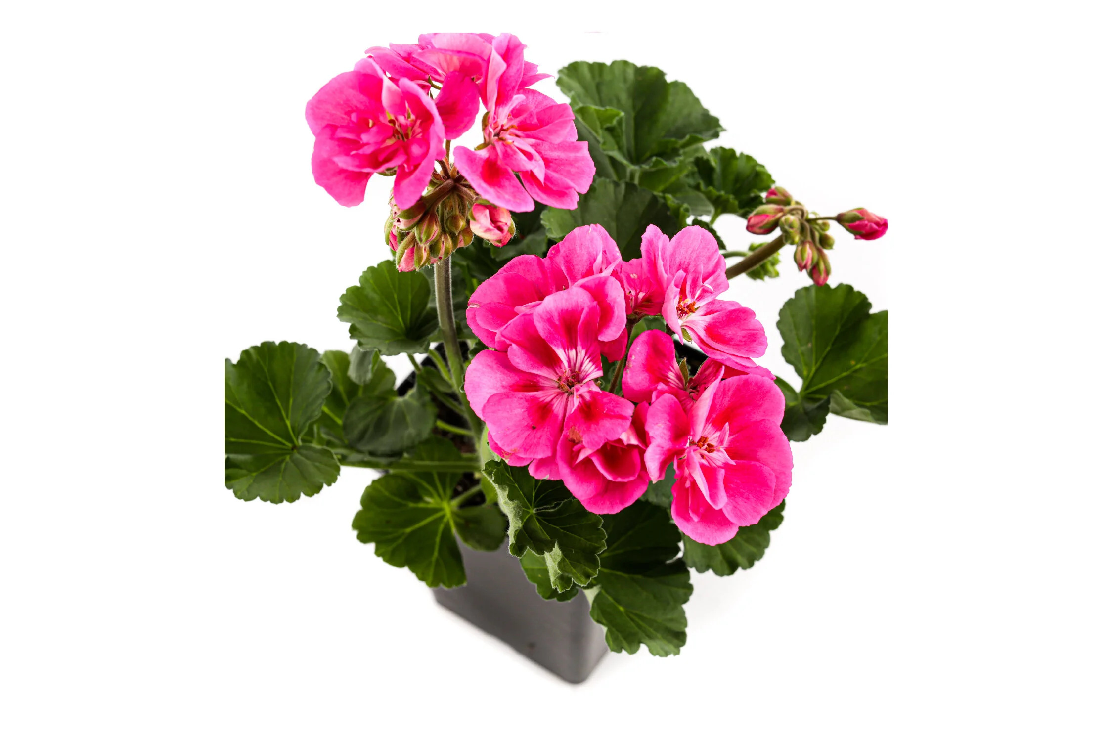 Shop All Plants — Plants by Post