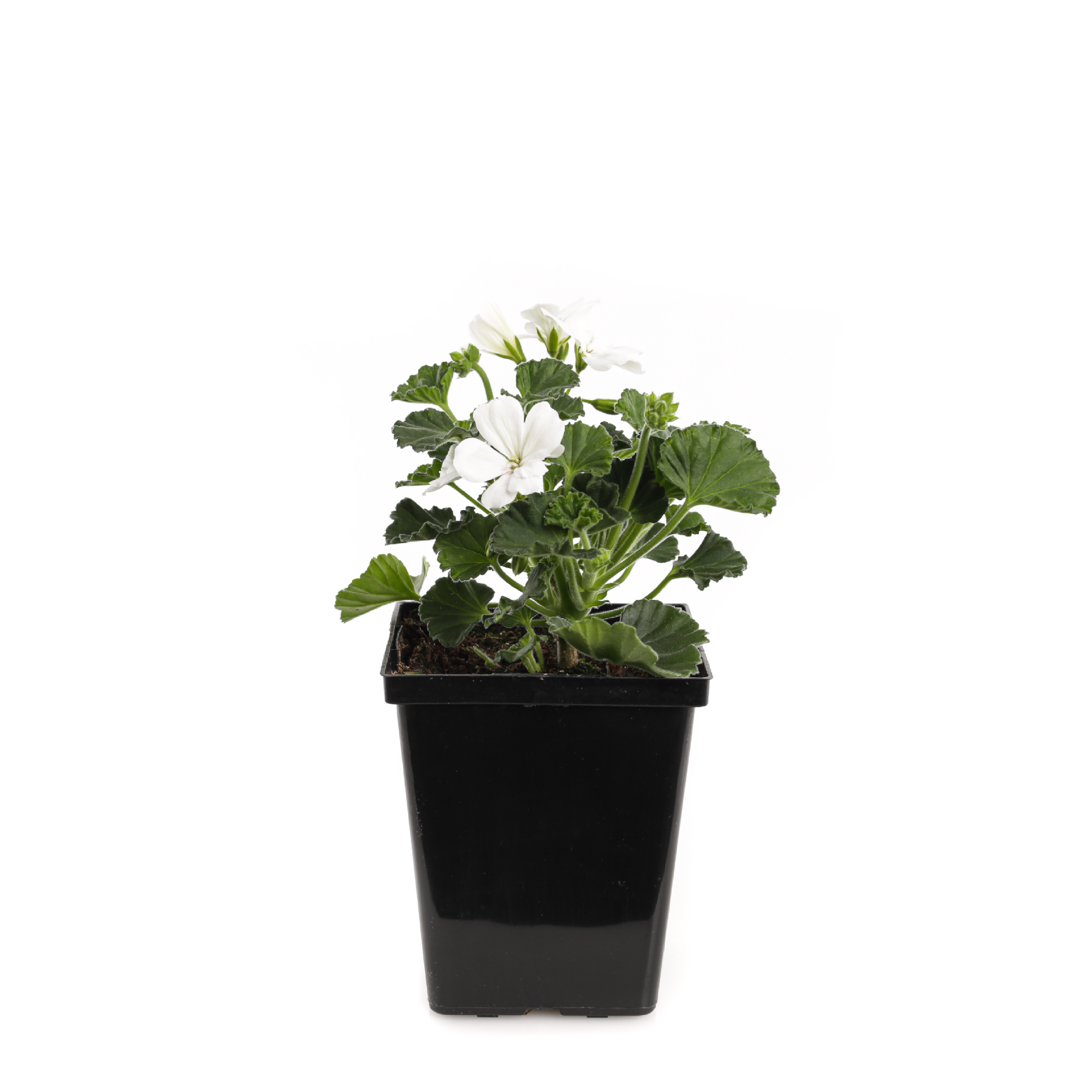 Shop All Plants — Plants by Post