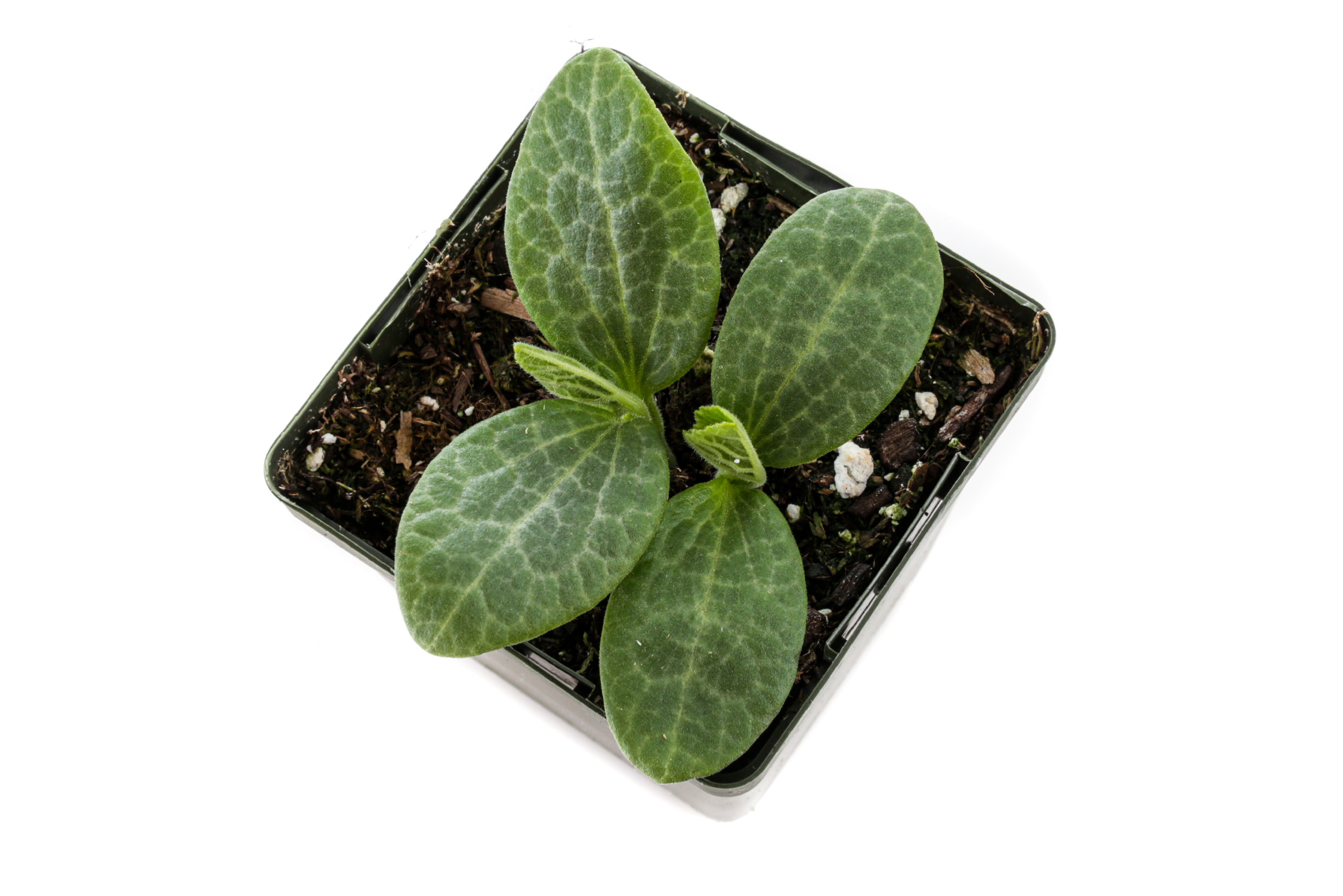 Succulent — Plants by Post