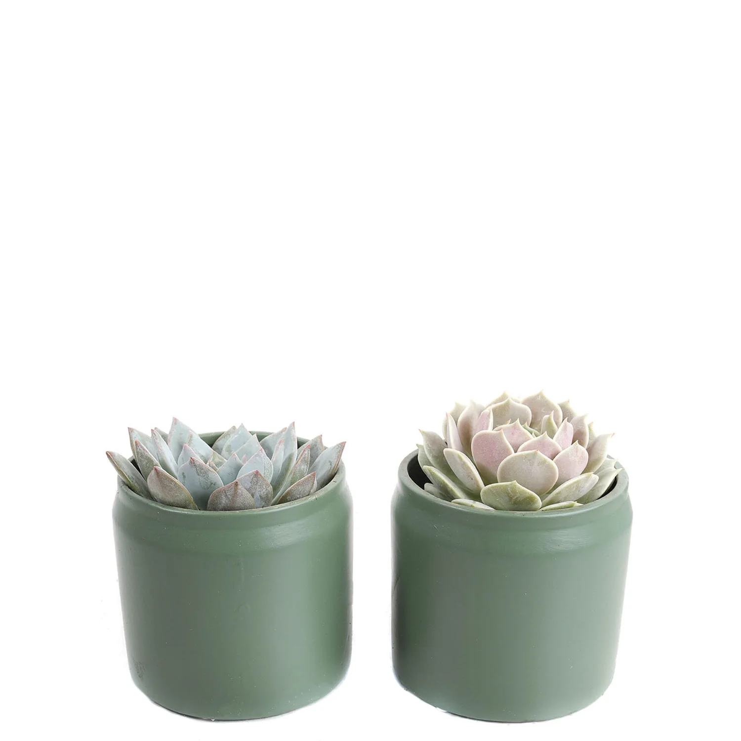 Succulent — Shop All Plants — Plants by Post