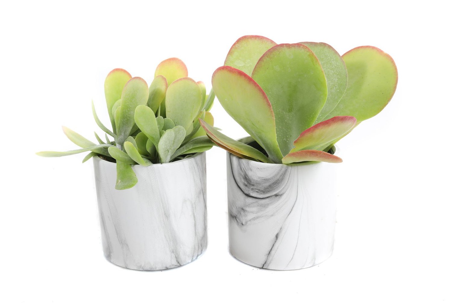 Peperomia Marble — Plants by Post
