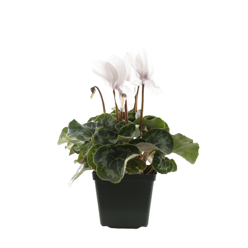 Shop All Plants — Plants by Post