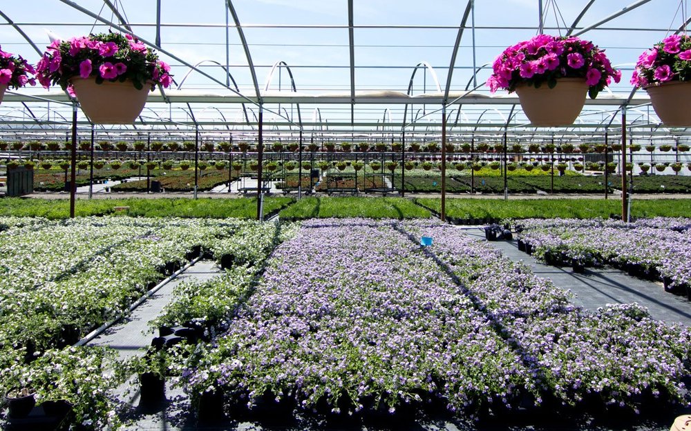 About Us — Plants by Post