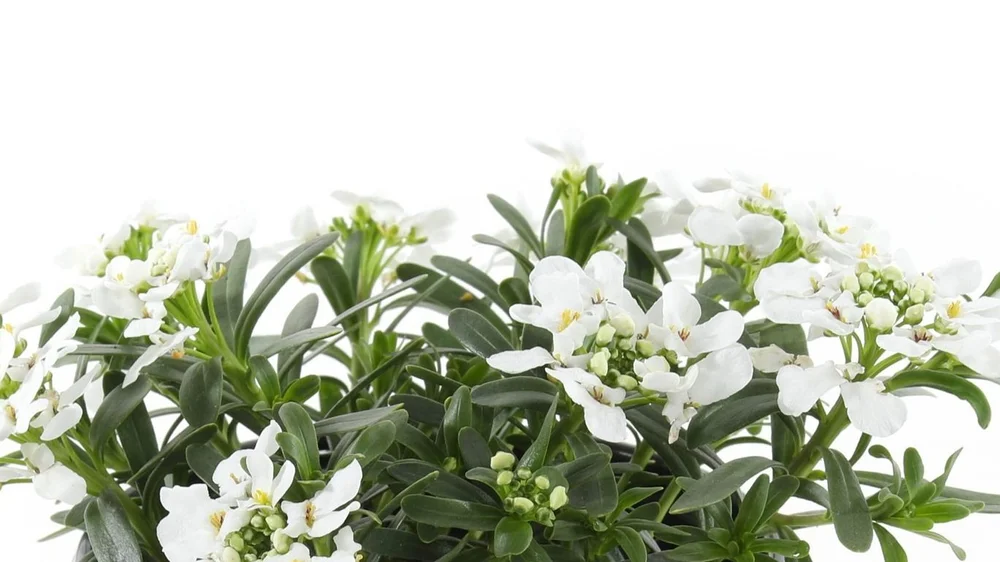 How to Grow and Care for Iberis — Plants by Post